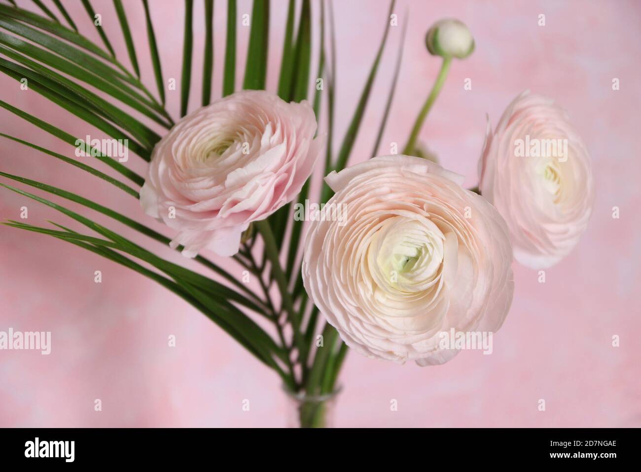 Light pink ranunculus and monstera leaf on pink background. Front view ...