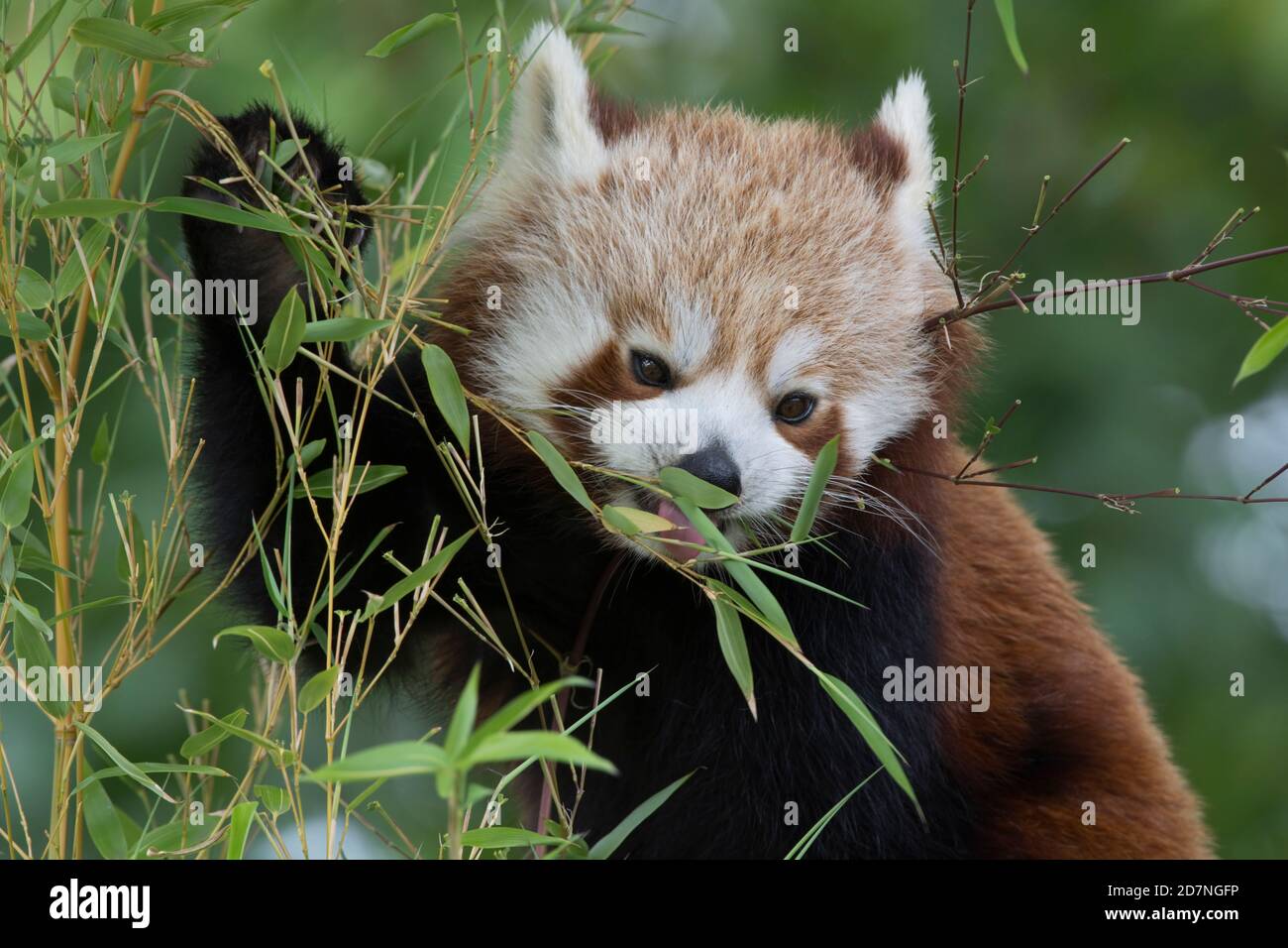 Red Panda Close Up Stock Photo - Alamy