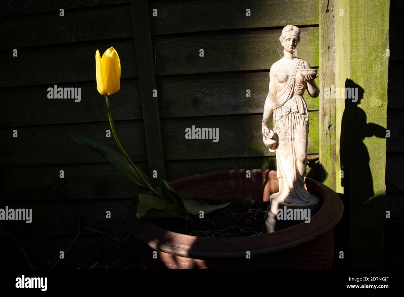 Tulip sculpture hi-res stock photography and images - Alamy