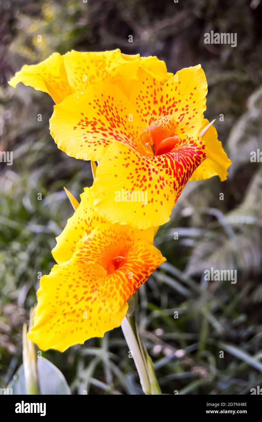 African arrowroot hi-res stock photography and images - Alamy