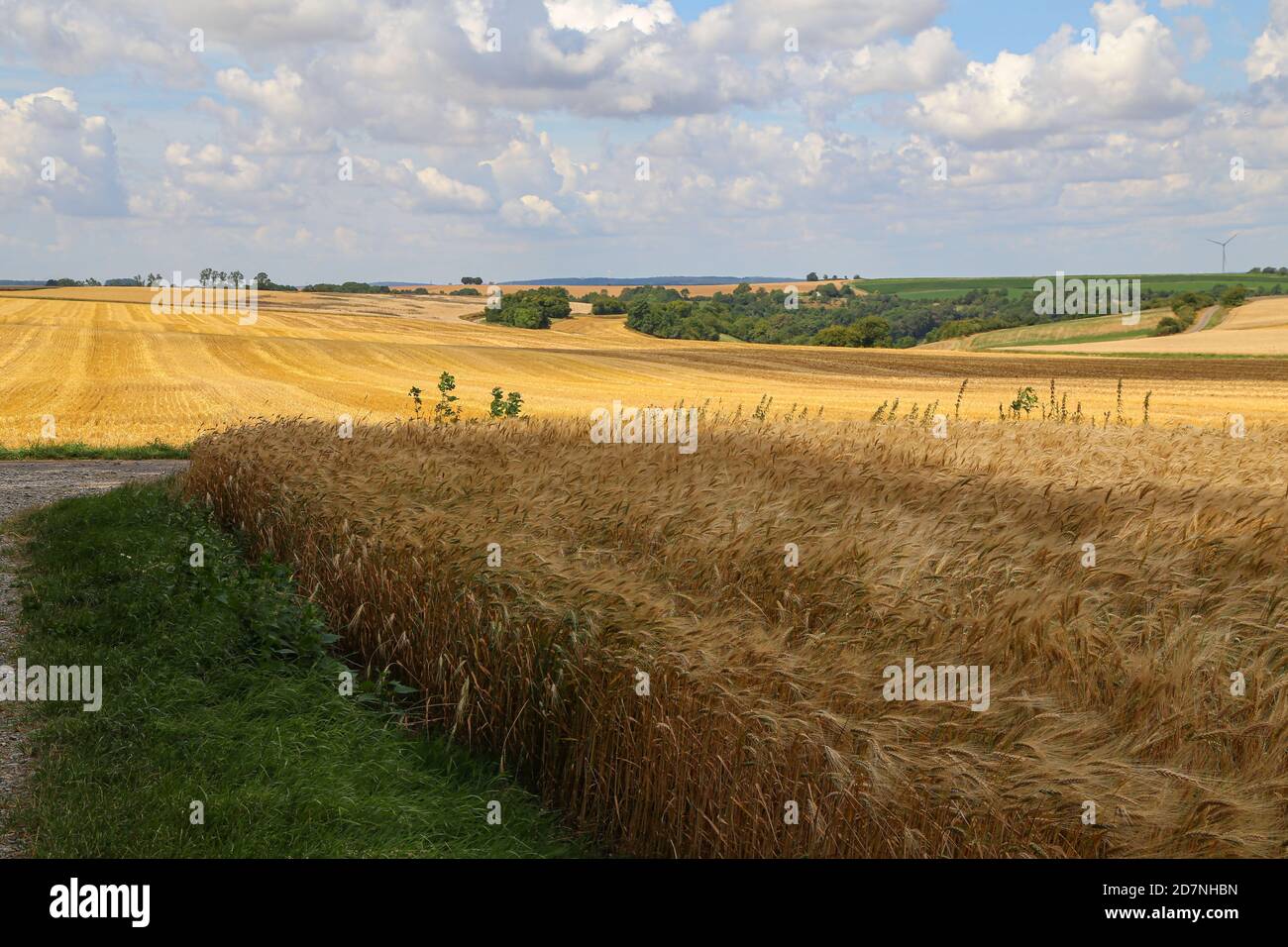 Rural landscape with yellow fields of mature wheat Stock Photo - Alamy