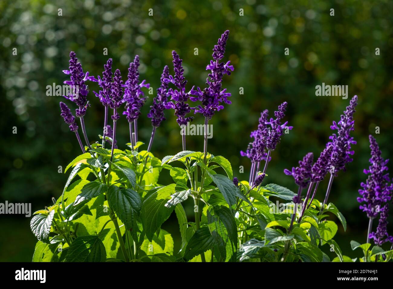 Violet sage for decoration and tea on a balcony Stock Photo - Alamy