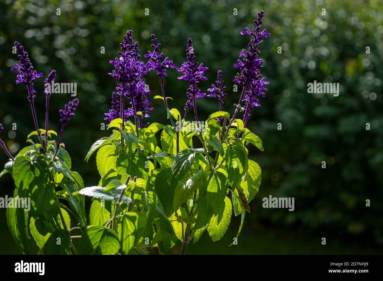 Violet sage for decoration and tea on a balcony Stock Photo - Alamy