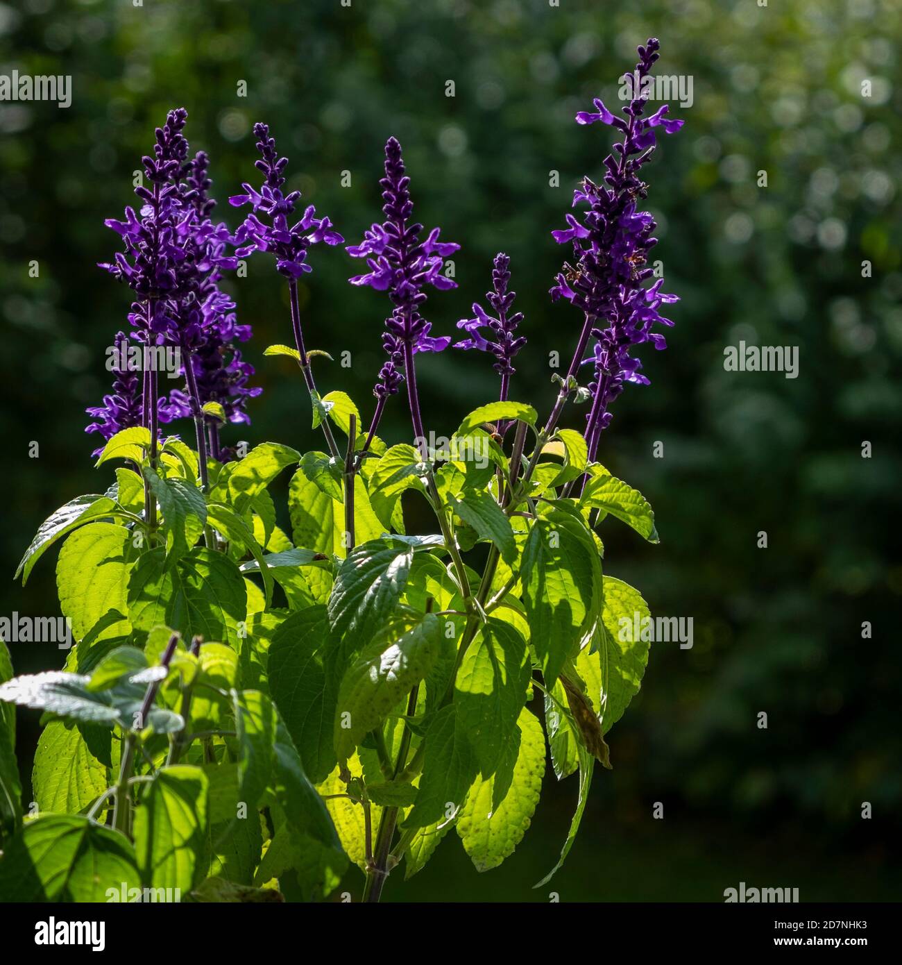 Violet sage for decoration and tea on a balcony Stock Photo - Alamy