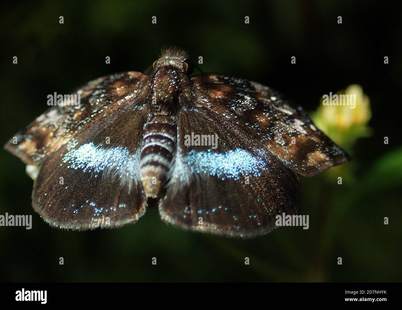 Iridescent butterfly hi-res stock photography and images - Alamy