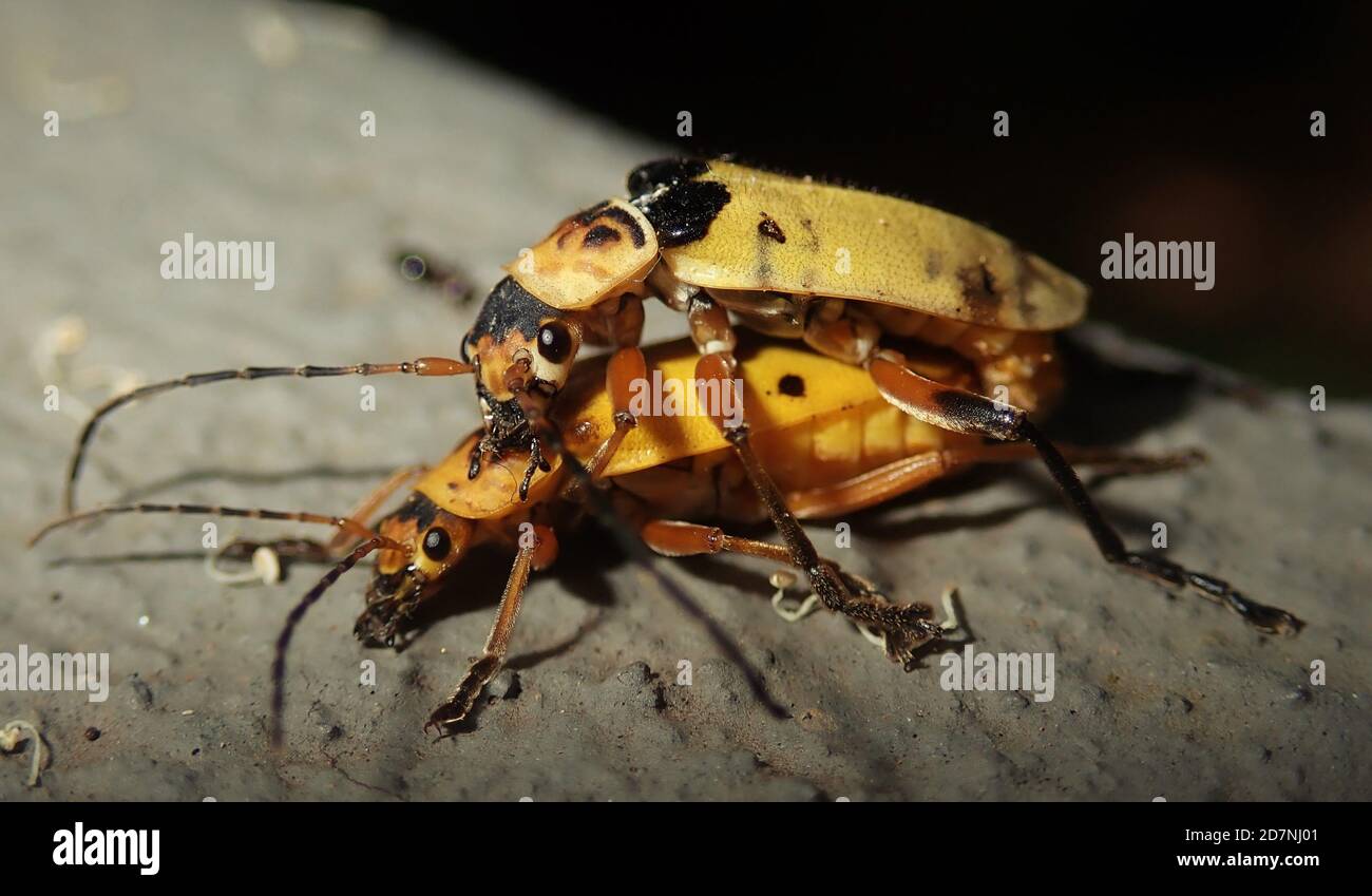 Mating longhorn beetles hi-res stock photography and images - Alamy