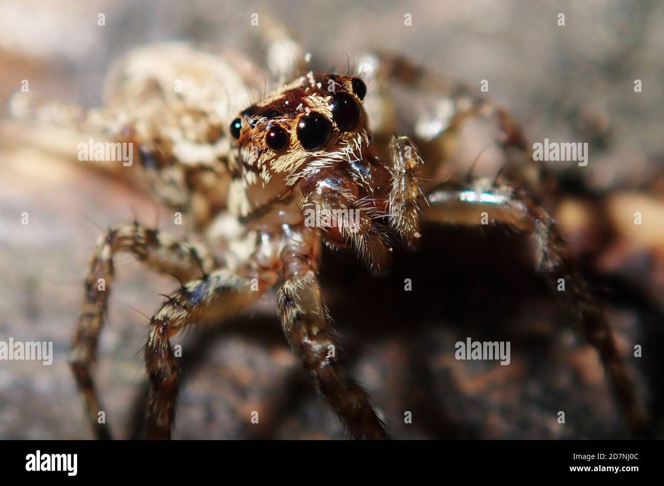 Tiny up close shot of spider looking for its next meal Stock Photo - Alamy