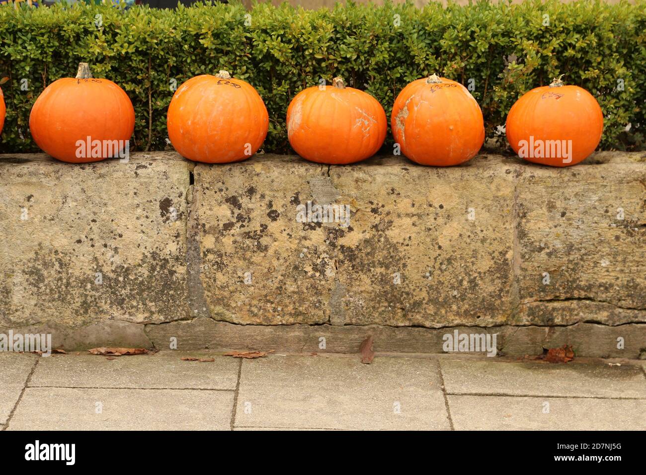 Pumpkins row hi-res stock photography and images - Alamy
