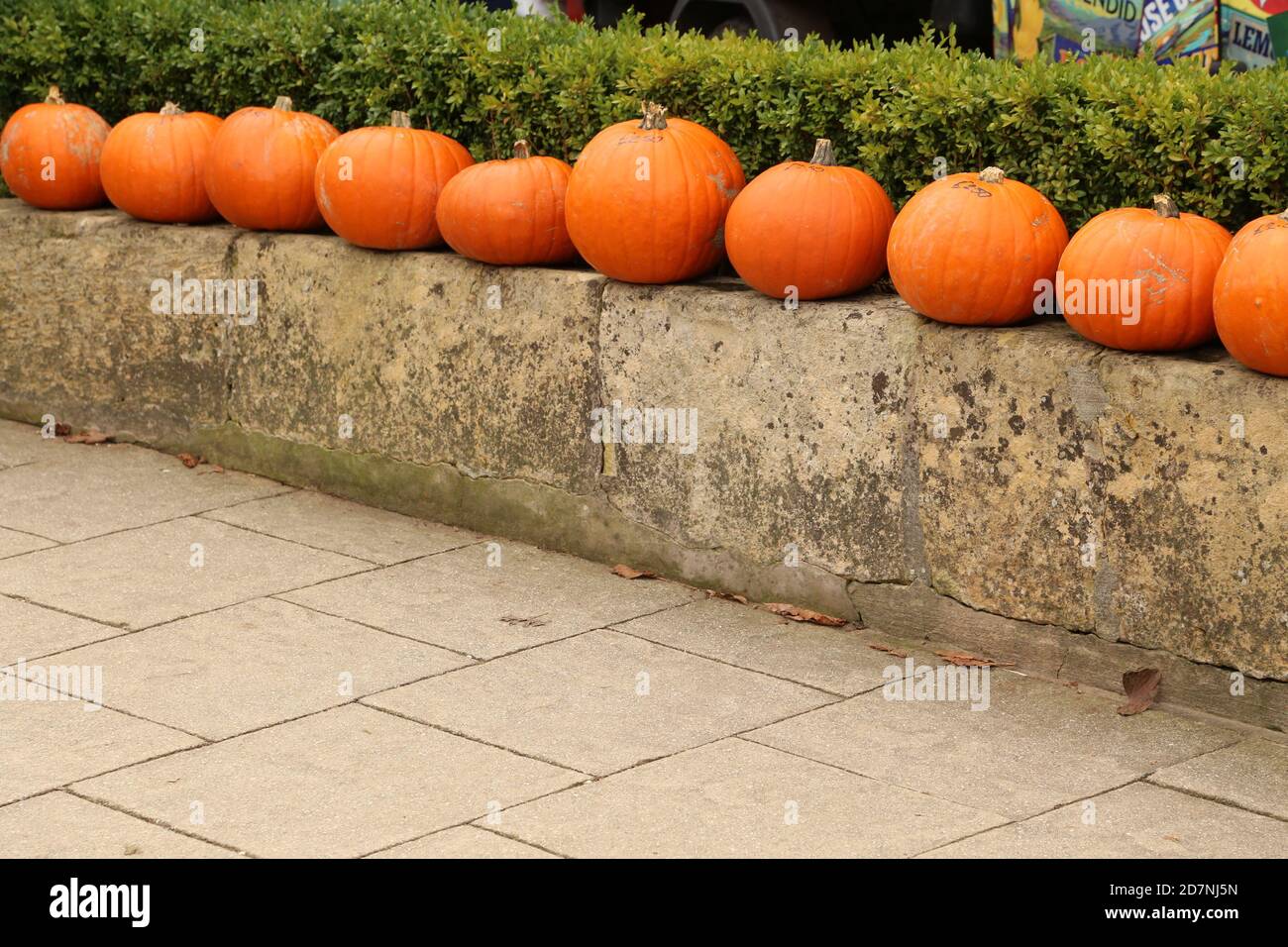 Row of pumpkins hi-res stock photography and images - Alamy