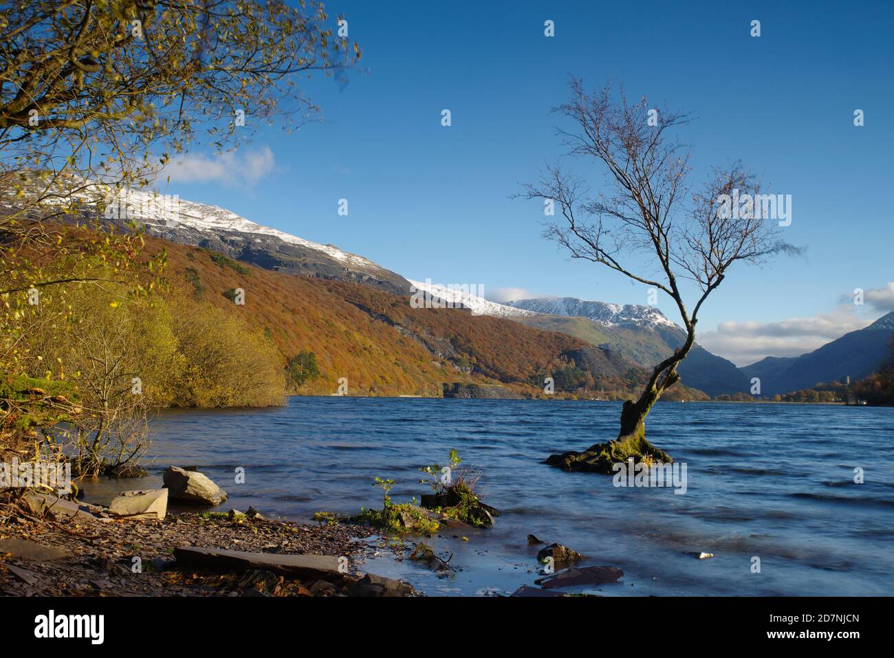 Lonely tree llyn padarn hi-res stock photography and images - Alamy