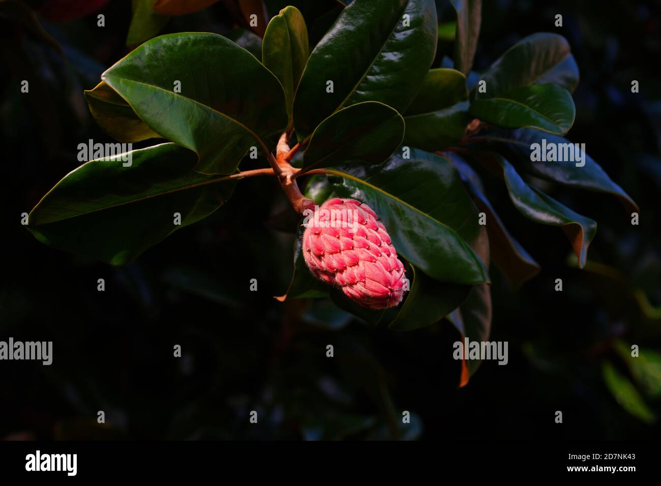 Red fruit of a Southern Magnolia tree Stock Photo - Alamy