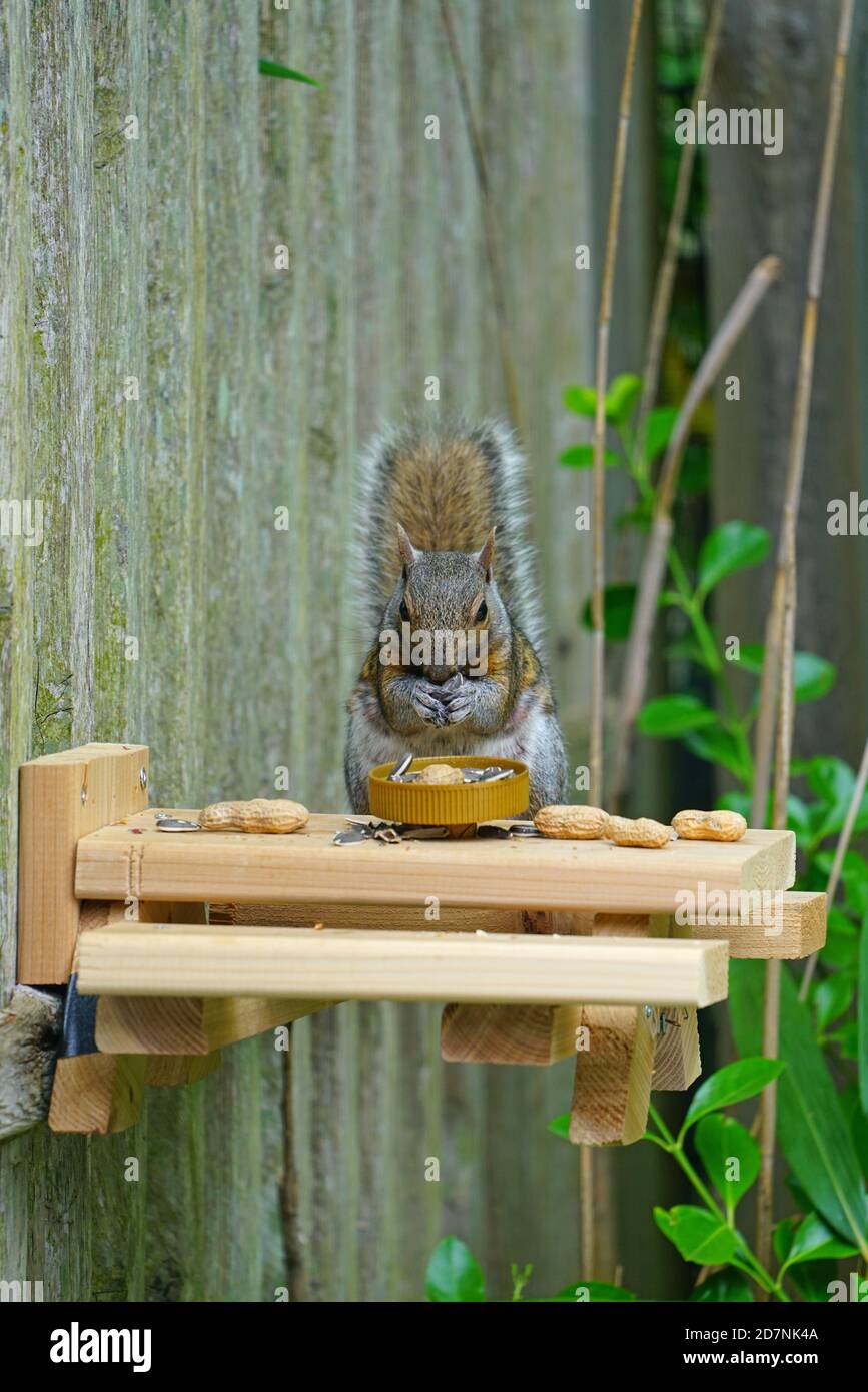 A gray squirrel eating at a backyard wooden picnic table for squirrels ...