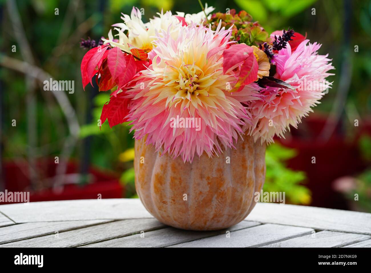 Fall floral arrangement with dahlia, hydrangea and burning bush in a ...