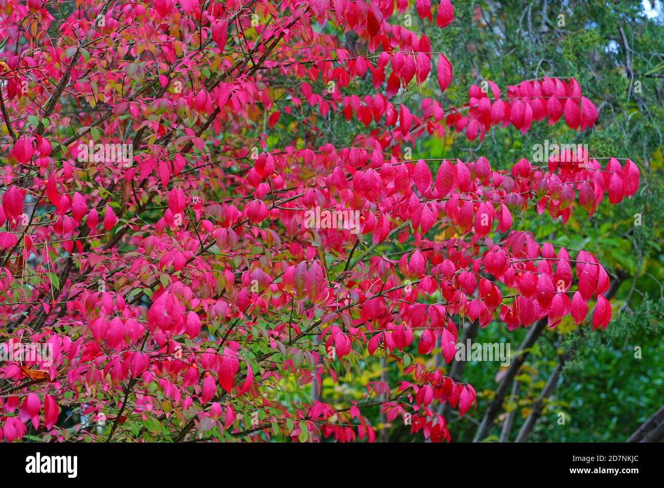 Flaming bush hi-res stock photography and images - Alamy