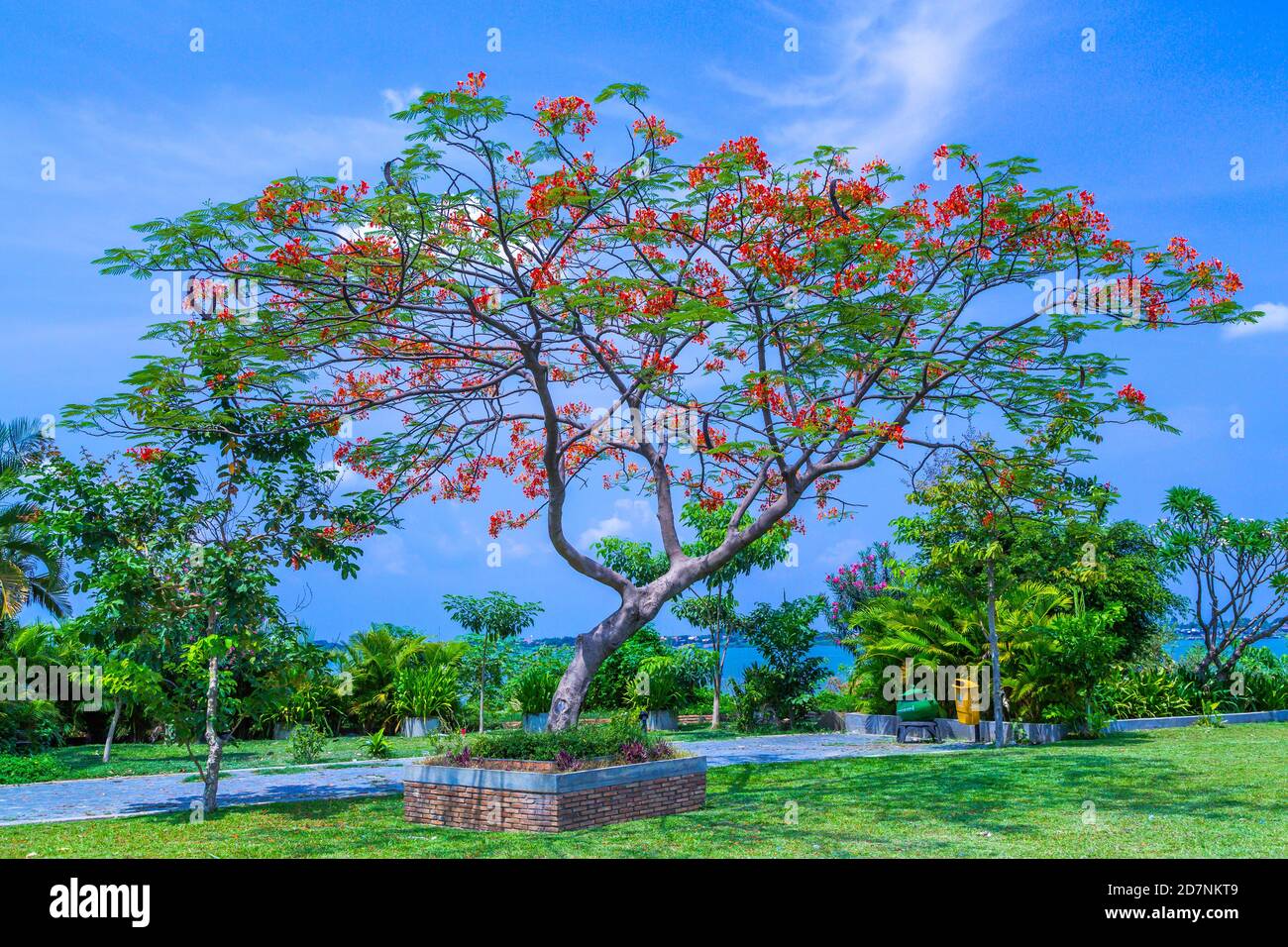 A decorative red flowering tree in a small park in Phnom Penh, Cambodia ...