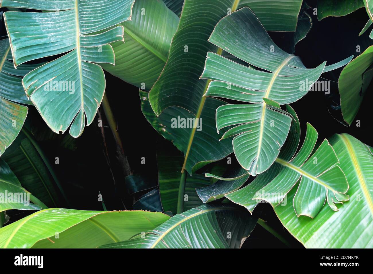 Banana tree leaves hi-res stock photography and images - Alamy