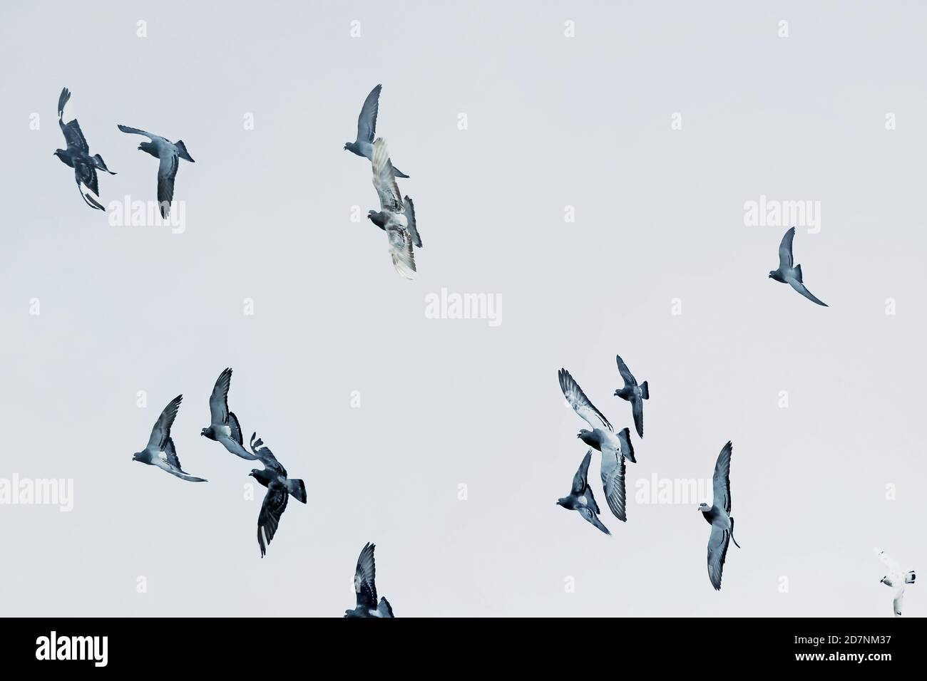 group of pigeons flying in blue sky Stock Photo - Alamy