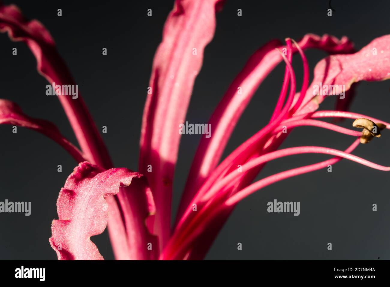 Nerines in garden hi-res stock photography and images - Alamy