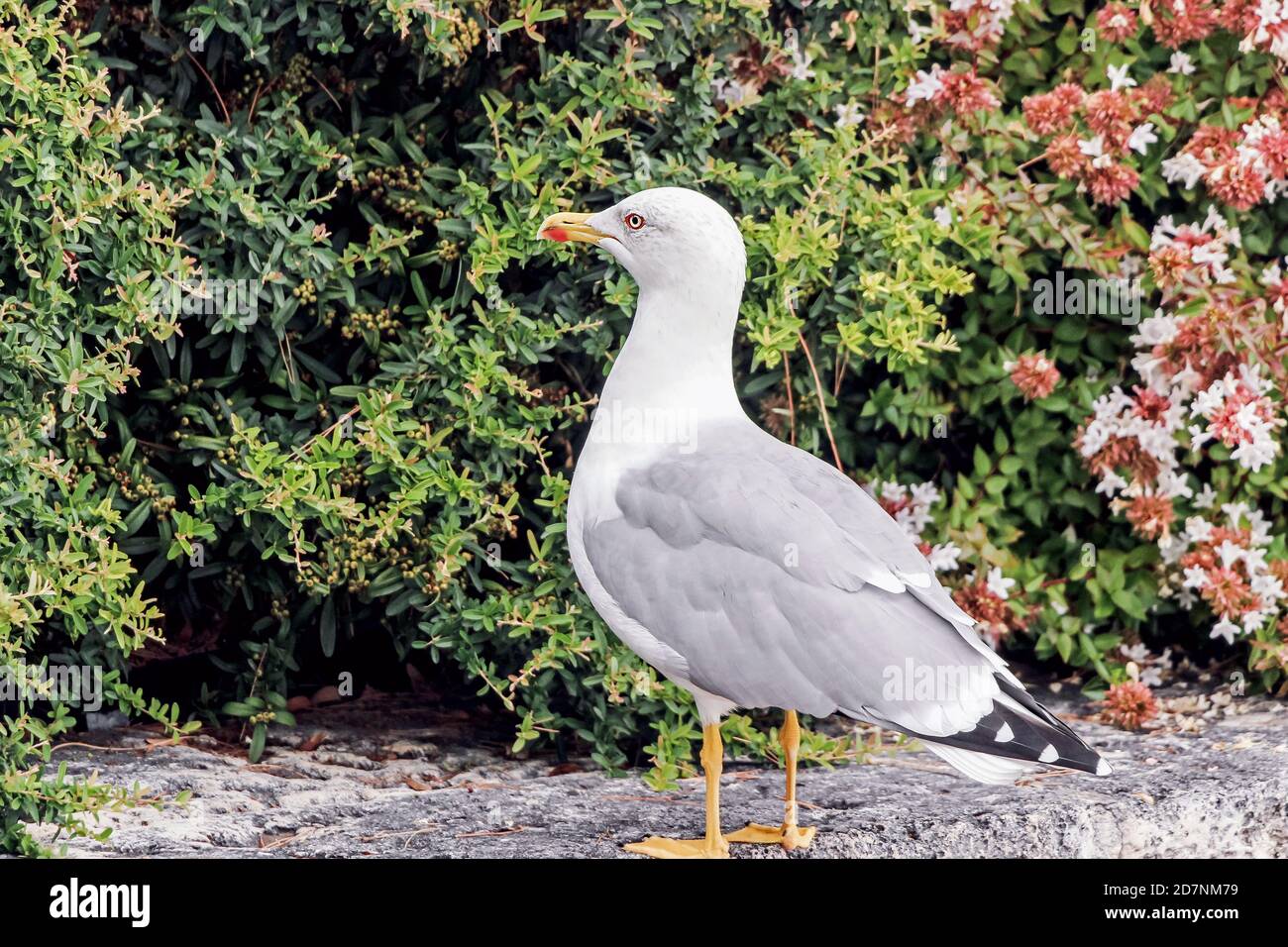 a seagull in garden with flower bushes Stock Photo - Alamy