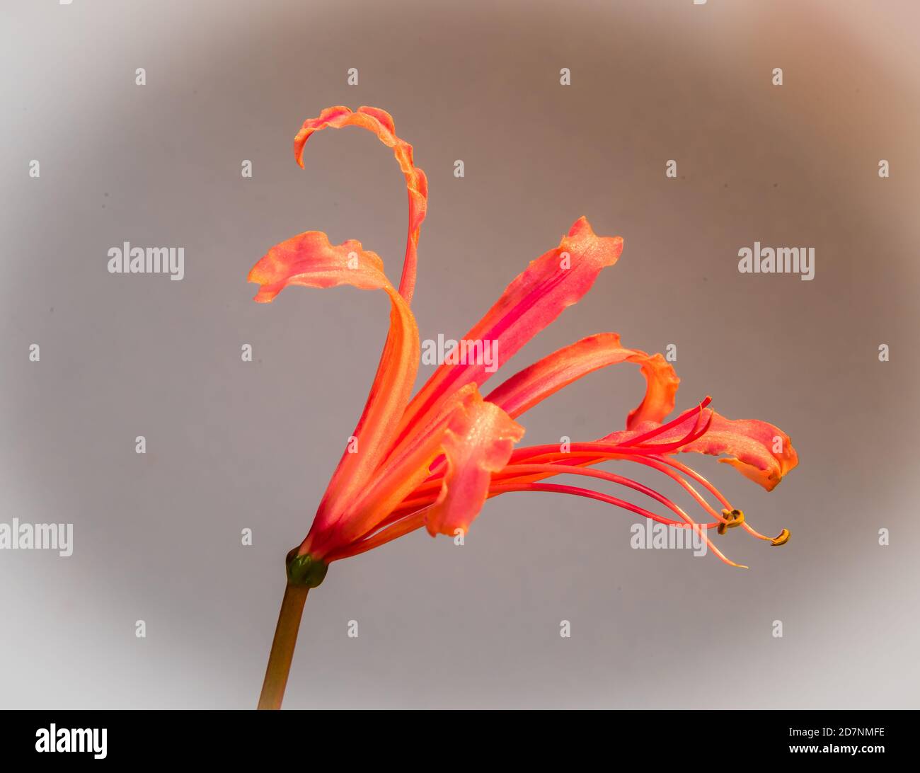 Nerines in garden hi-res stock photography and images - Alamy