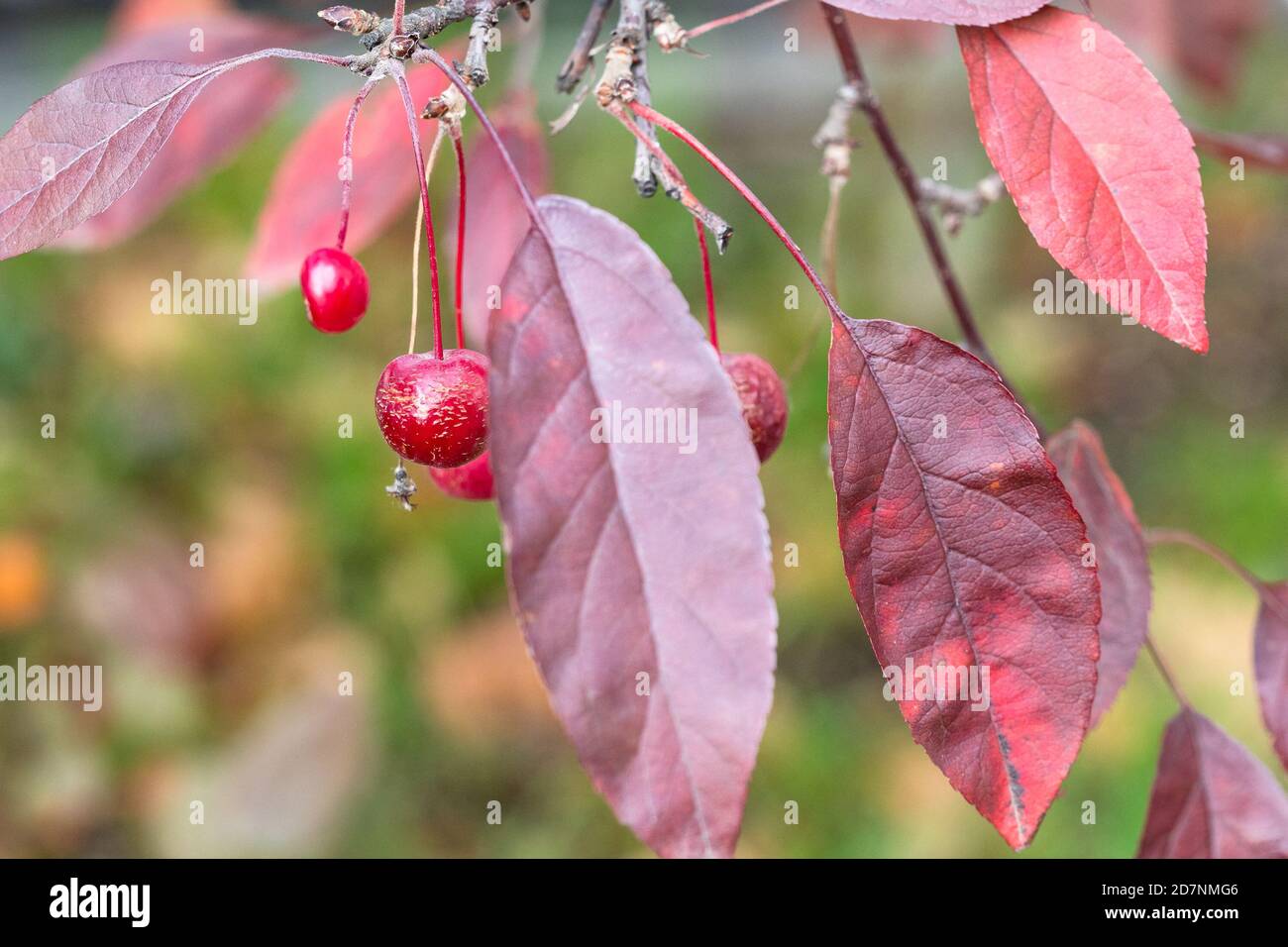 Siberian crabapple hi-res stock photography and images - Alamy
