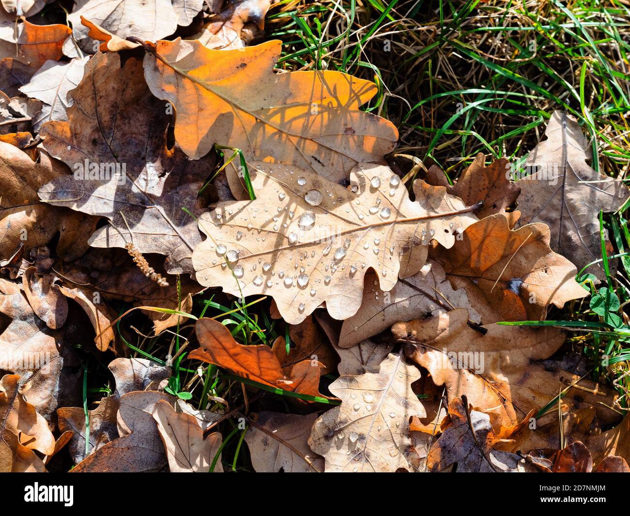 top view of fallen oak leaf with rain drops lit by sun on lawn after ...