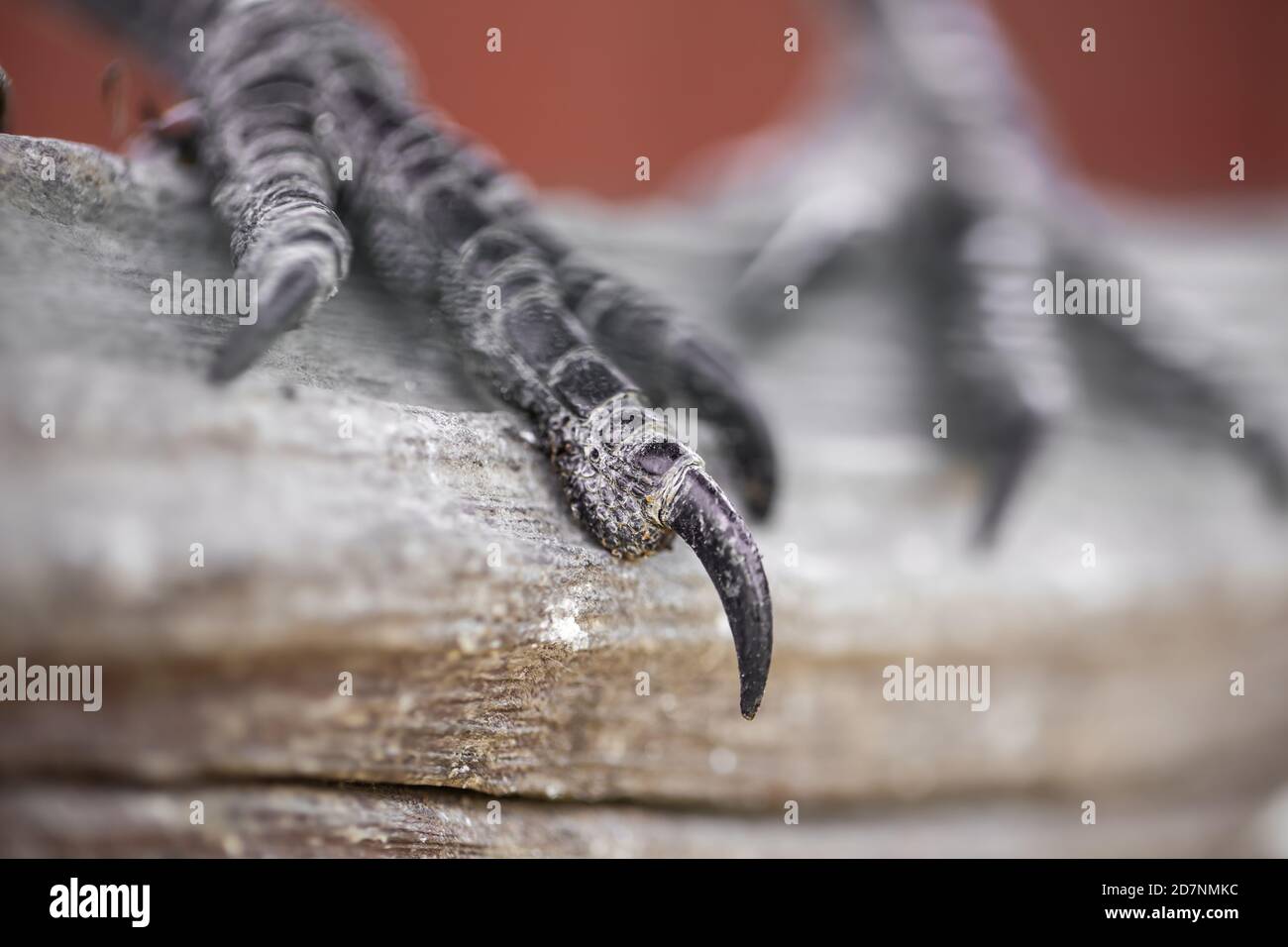 The claws of a tame domestic Crow sitting in a tree. close up Stock ...