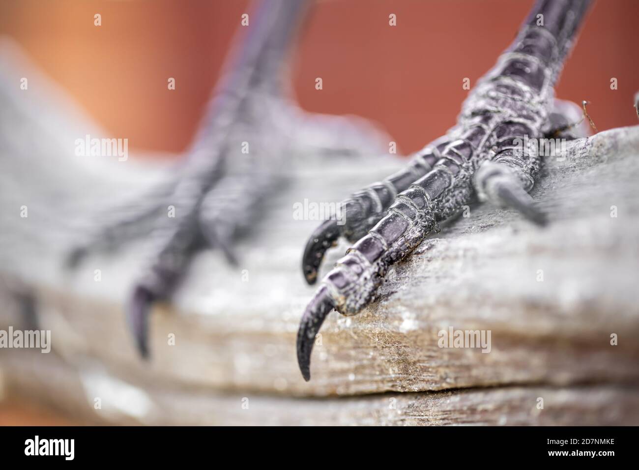 The claws of a tame domestic Crow sitting in a tree. close up Stock ...
