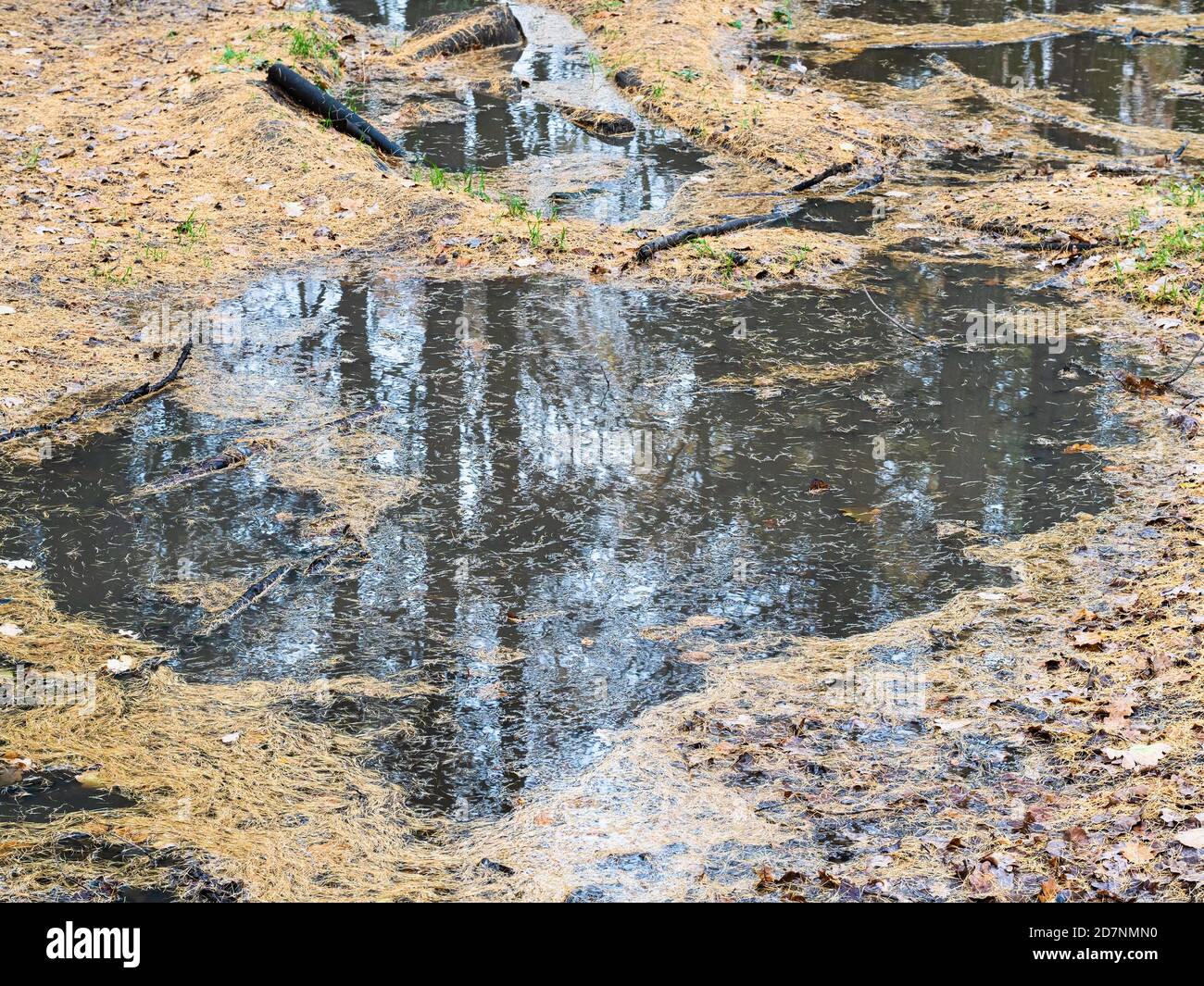 rain puddle on meadow covered by yellow fallen larch needles in city ...