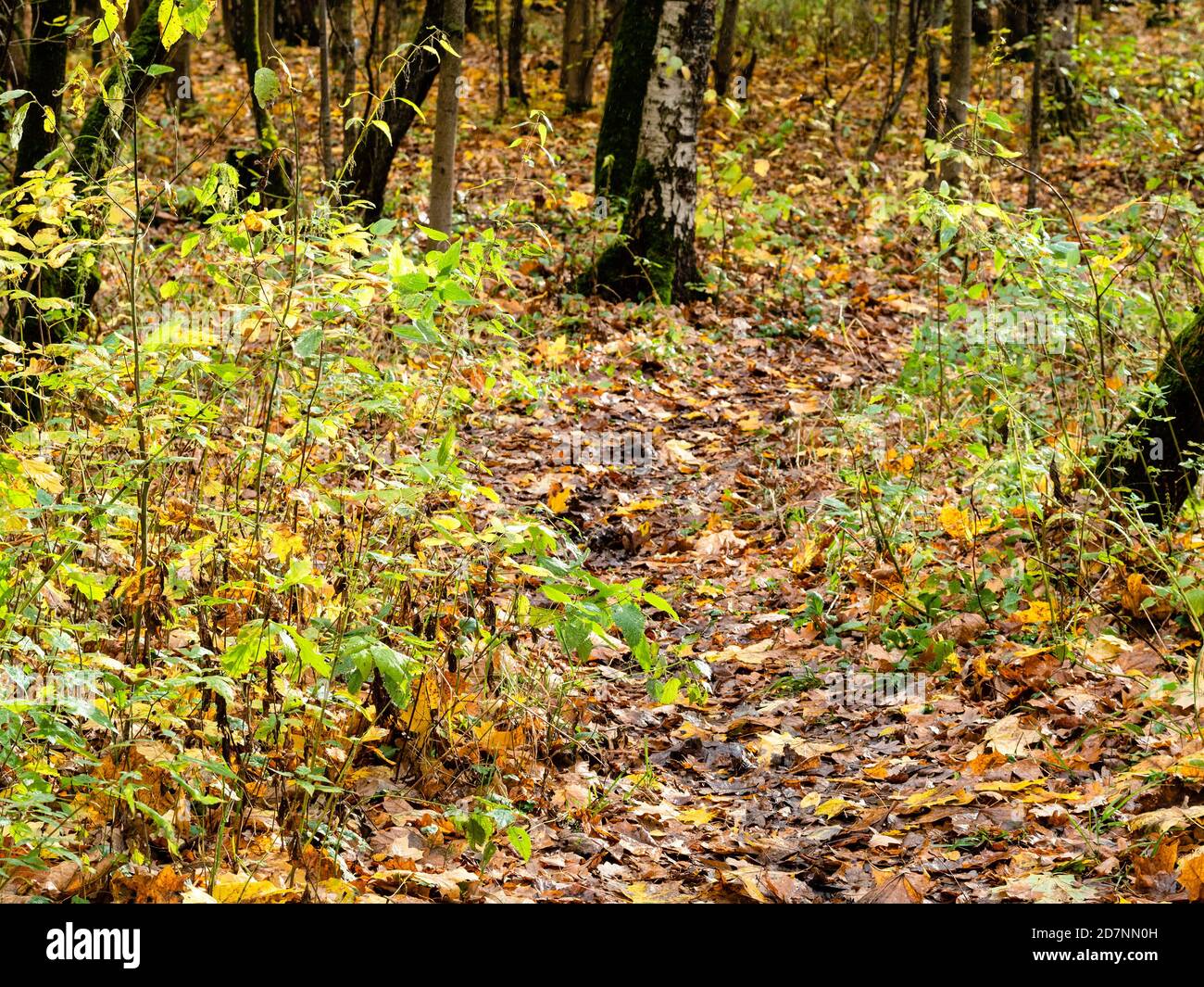 pathway covered by wet fallen leaves in forest on rainy autumn day (focus on foreground Stock ...