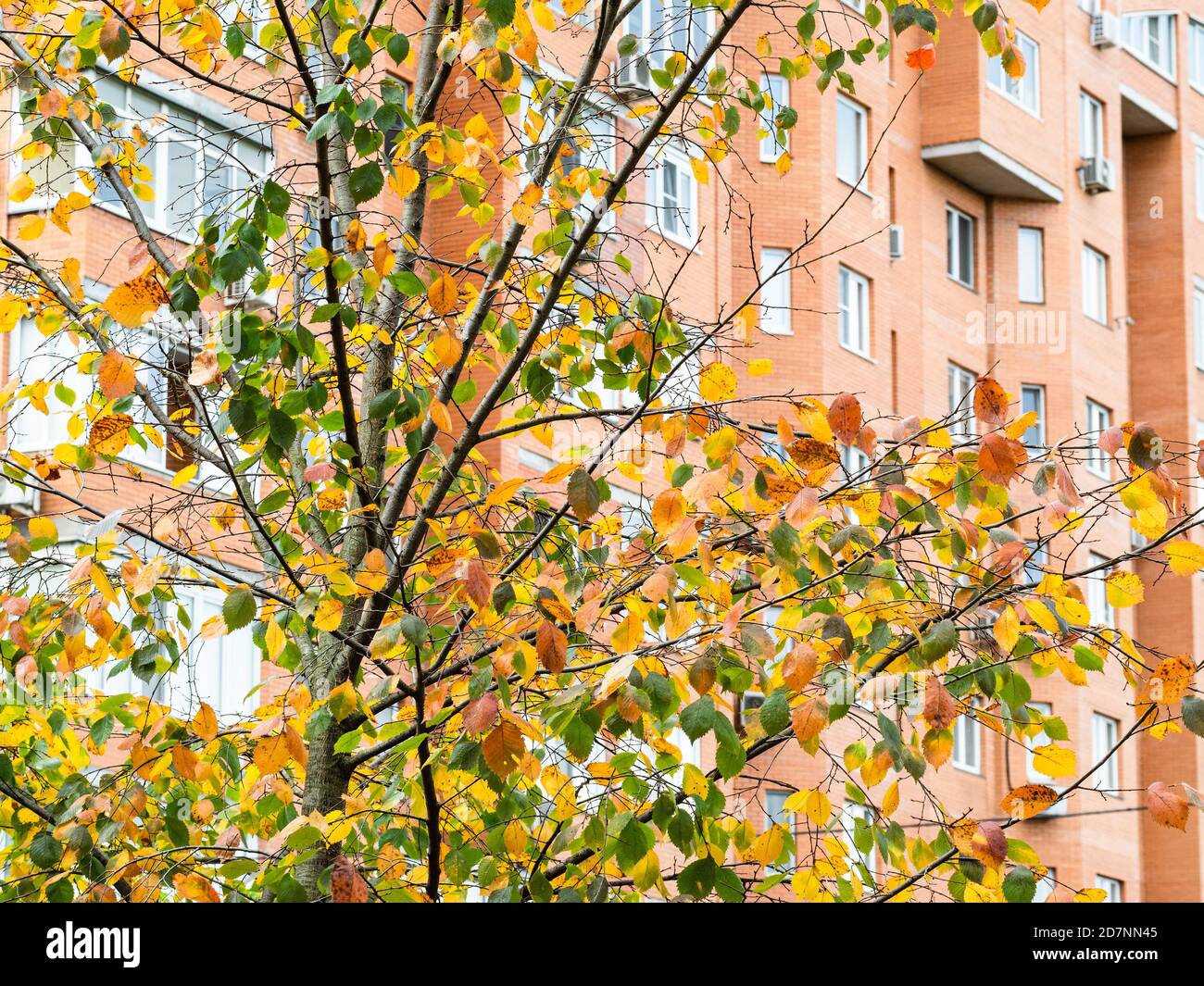 colorful elm tree and high-rise brick urban house on rainy autumn day ...
