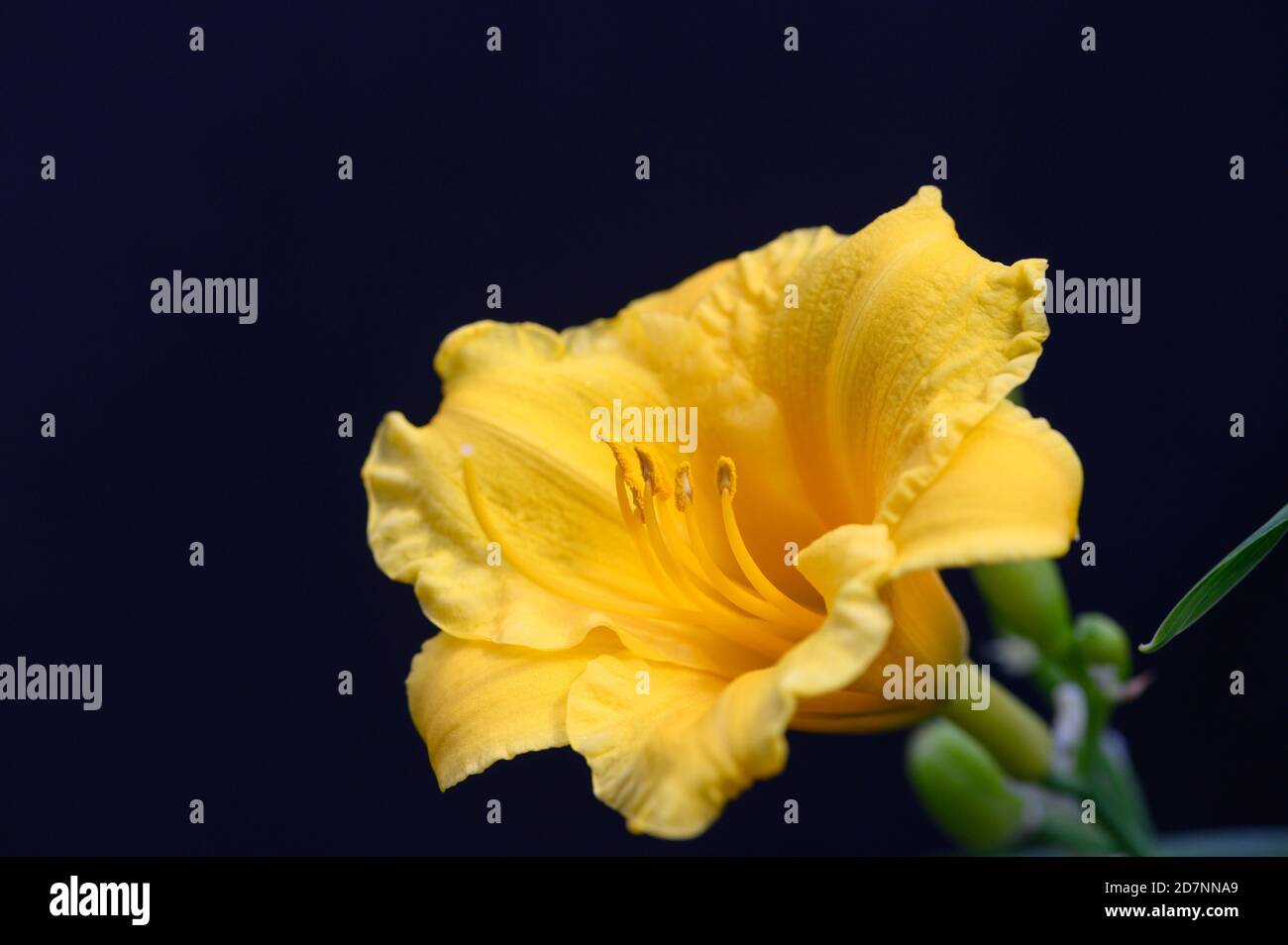 Yellow day lily on black background Stock Photo - Alamy