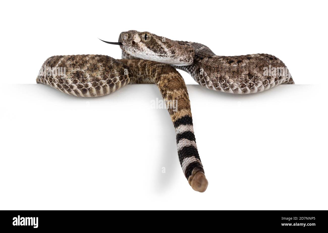 Side view of young Daimondback rattlesnake aka Crotalus atrox snake ...