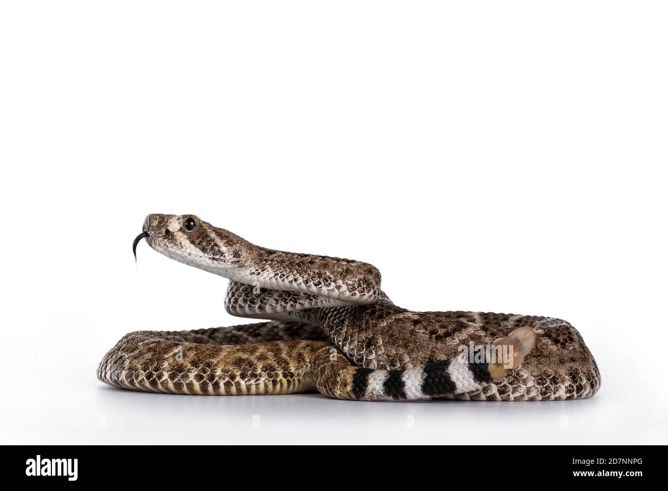 Side view of young Daimondback rattlesnake aka Crotalus atrox snake ...