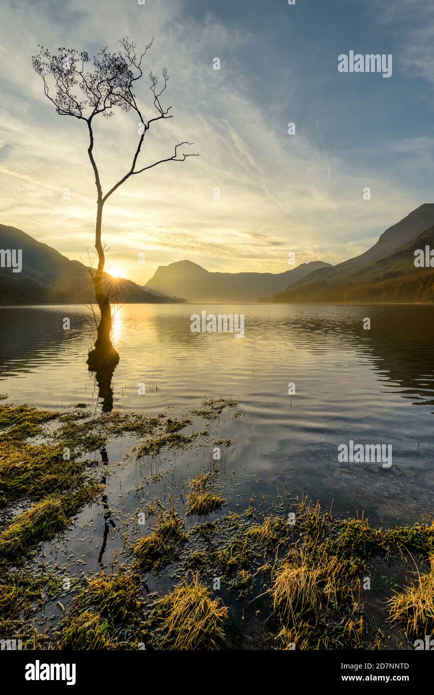 Lone Tree Sunrise At Buttermere In The English Lake District Stock ...