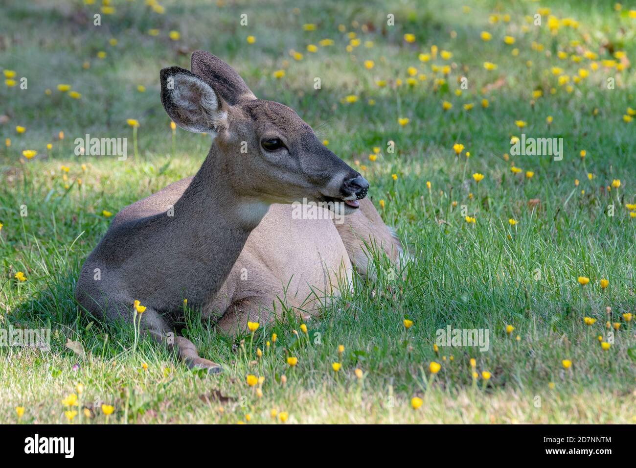 Female White Tailed Deer