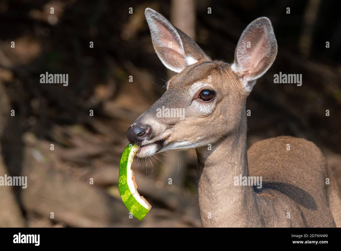 Wild watermelon hi-res stock photography and images - Alamy