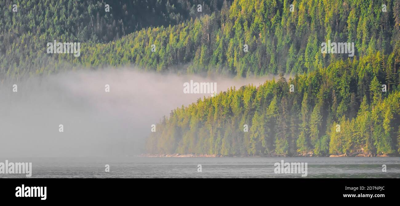 Coastal temperate rain forest hi-res stock photography and images - Alamy