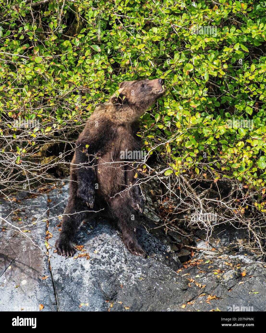 Bears in the Great Bear Rainforest Stock Photo - Alamy