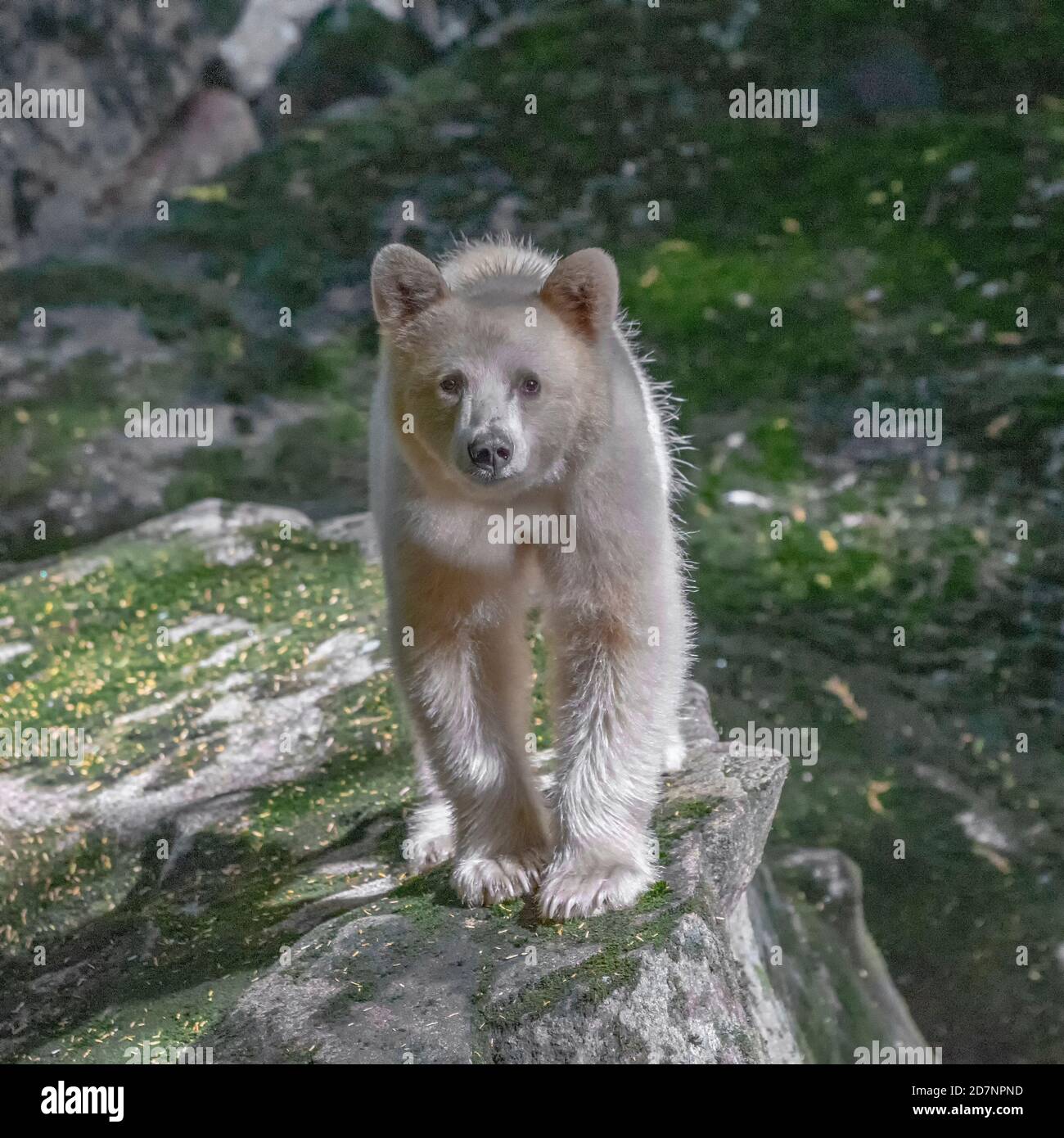 Spirit Bear Great Bear Rainforest British Columbia Stock Photo - Alamy