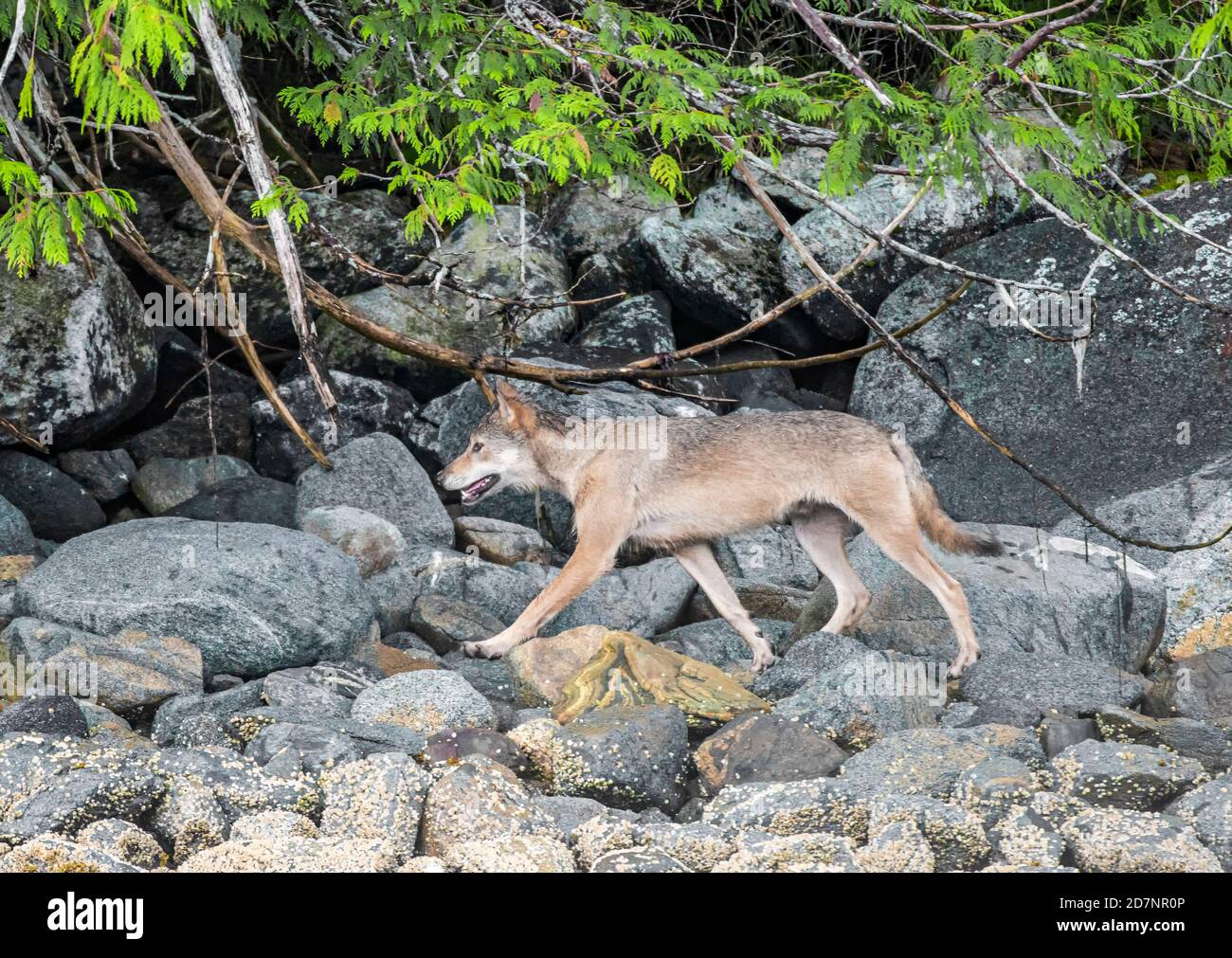 Sea Wolf Great Bear Rainforest British Columbia Stock Photo - Alamy