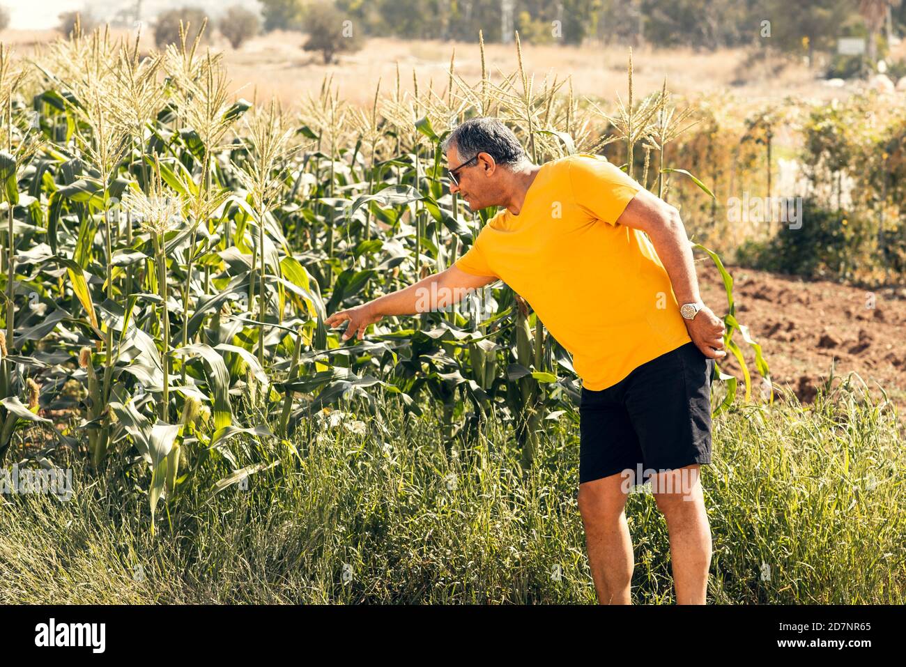 Senior farmer in maize field inspecting corn cobs to be sure it is ...