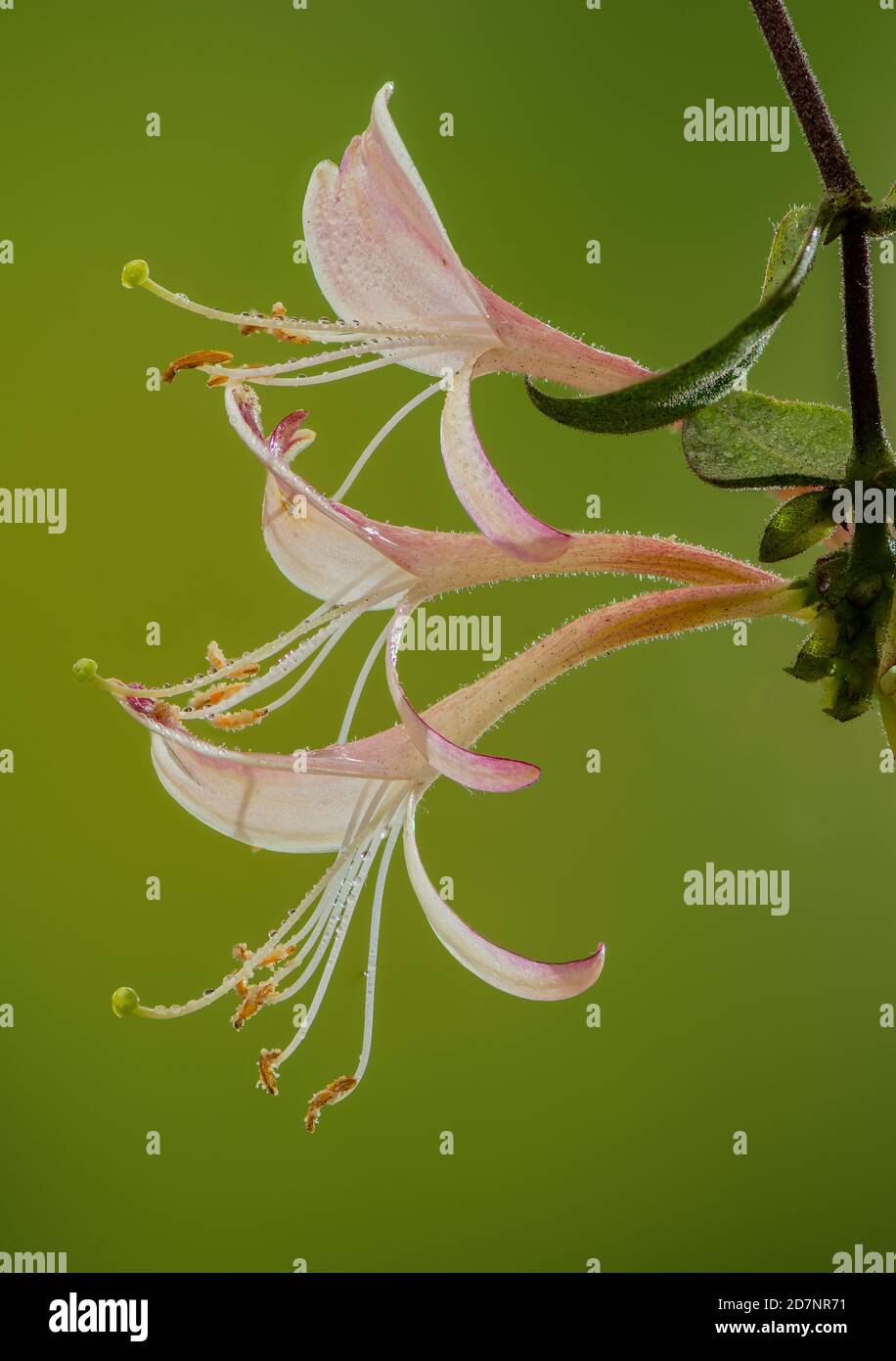 Honeysuckle, Lonicera periclymenum, in flower; fragrant summer ...