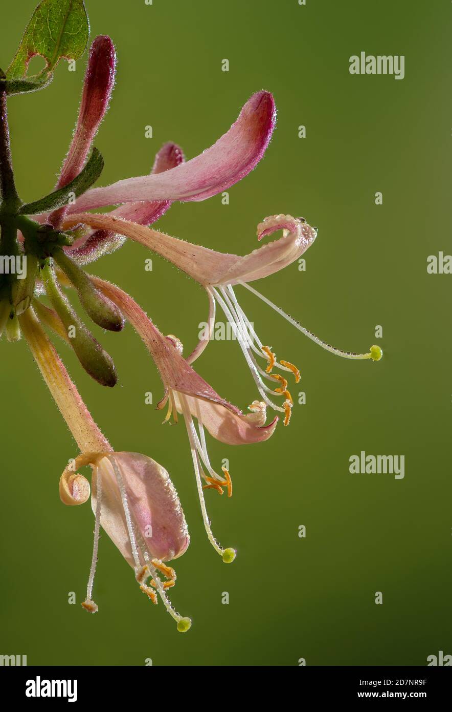 Honeysuckle, Lonicera periclymenum, in flower; fragrant summer ...