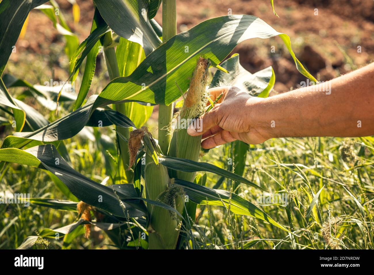 Farmer in corn field inspecting corn cobs to be sure it is ready for ...