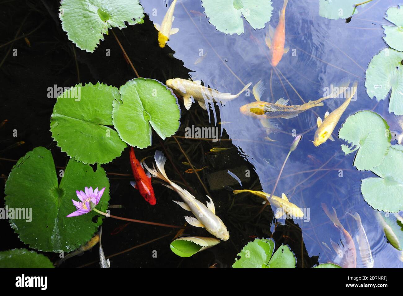 Top view of fishes in aquarium Stock Photo - Alamy