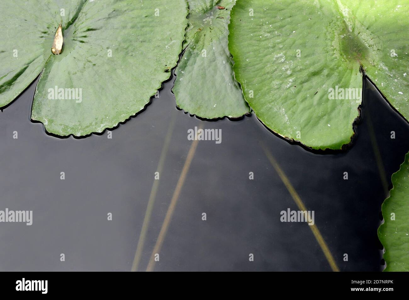 Top view of lotus leaves in the water Stock Photo - Alamy