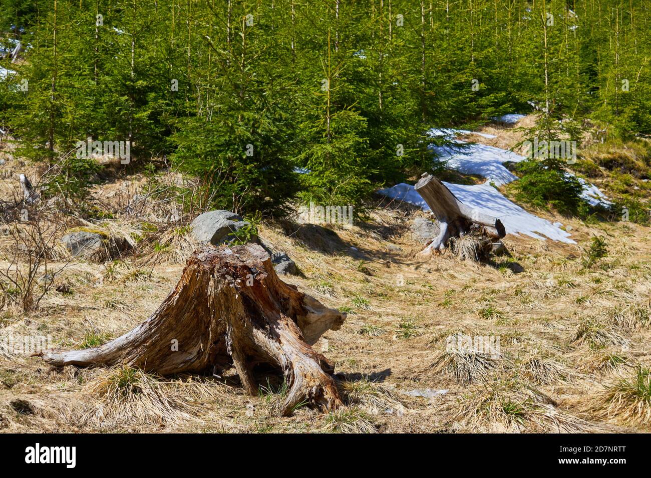 Conifer stumps hi-res stock photography and images - Alamy
