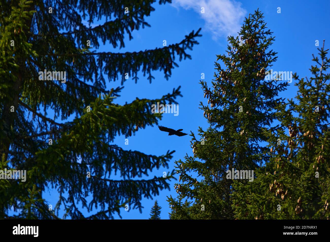 a bird in flight blue sky and trees Stock Photo - Alamy