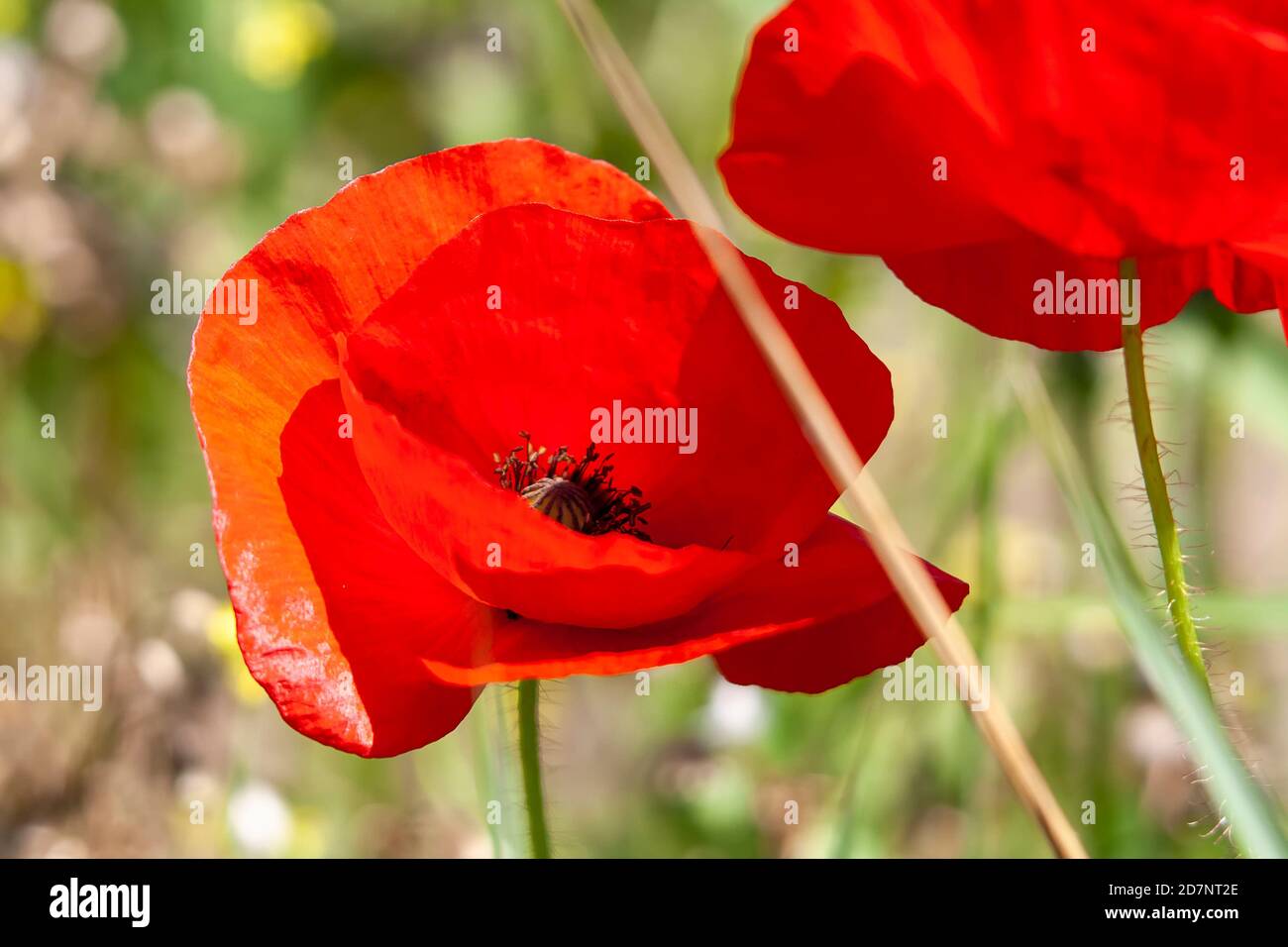 Poppy fields in an English summer Stock Photo - Alamy